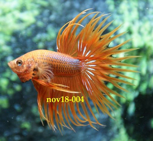 Orange Crowntail Betta #nov18-004 - Orange Betta Fish - Betta fish for sale