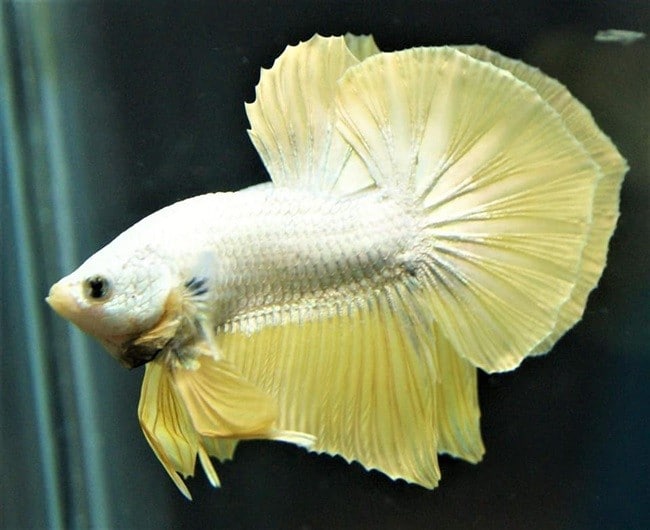 Yellow Dragon Betta