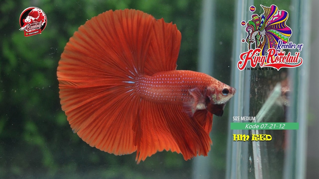 Halfmoon super red - Betta fish for sale